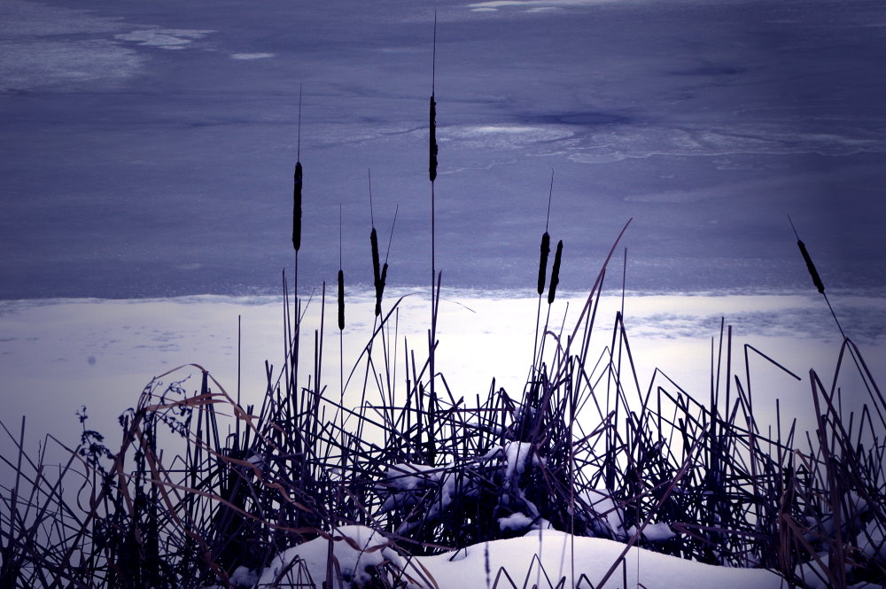 - eiskalt - Foto & Bild | jahreszeiten, winter, natur Bilder auf fotocommunity