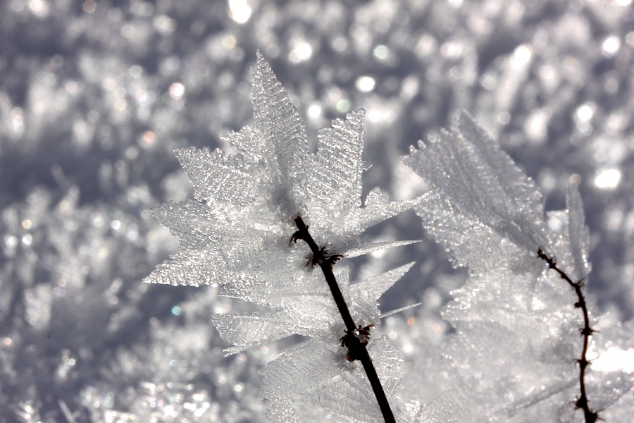 eiskalt aber schön Foto & Bild | jahreszeiten, winter, makro Bilder auf fotocommunity