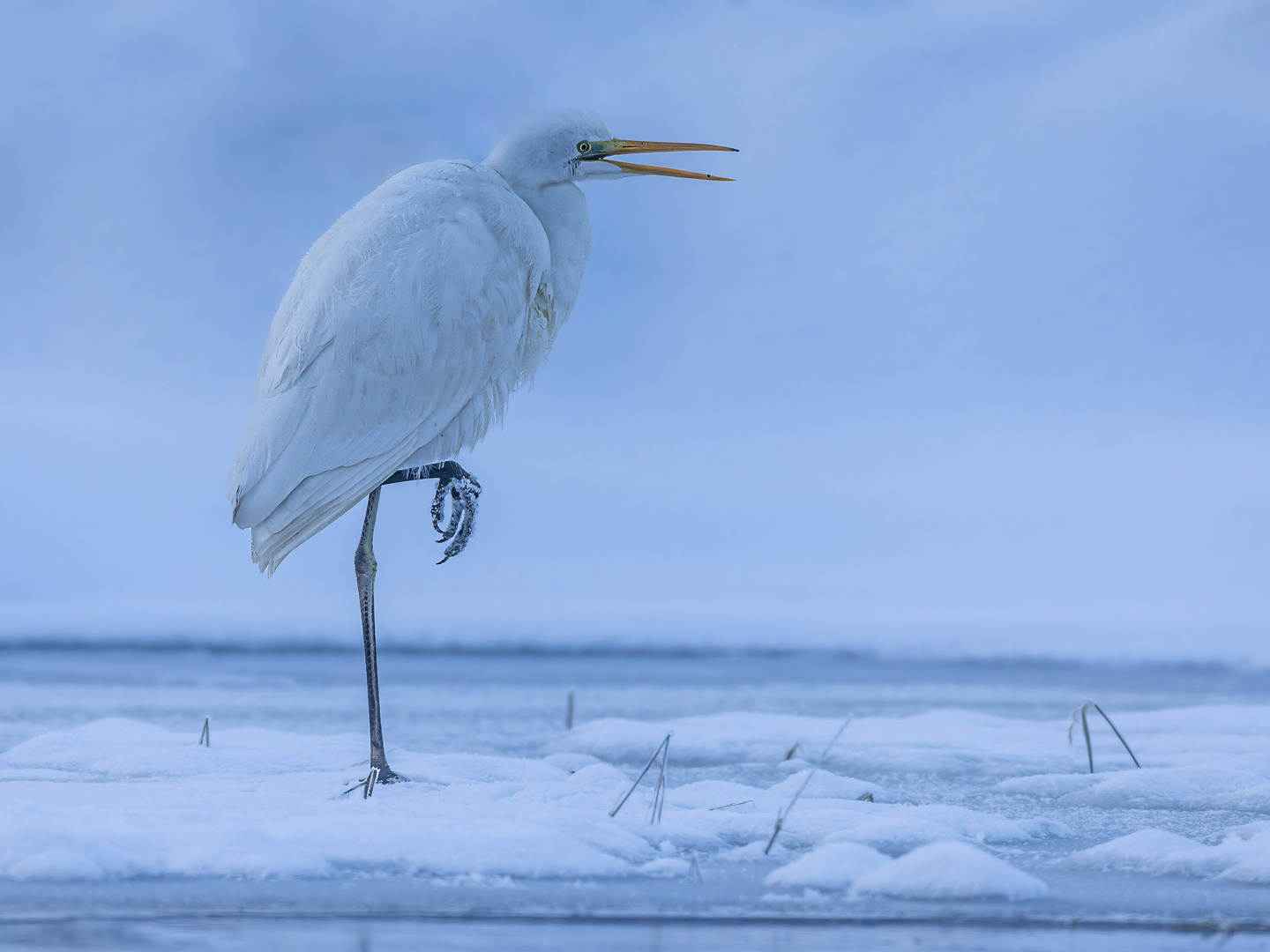 Eiskalt Foto & Bild | winter, schnee, teich Bilder auf fotocommunity