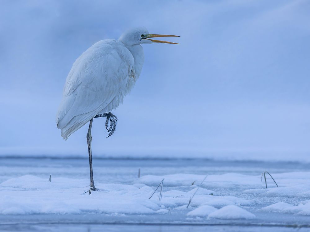 Eiskalt Foto & Bild | winter, schnee, teich Bilder auf fotocommunity
