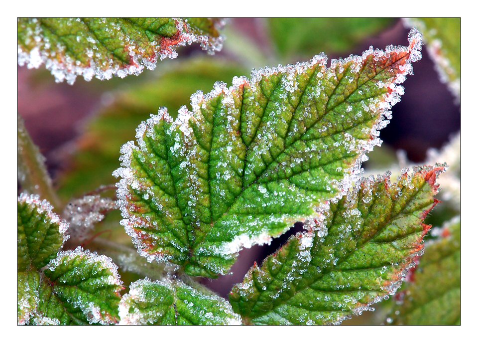 Eiskalt ... Foto & Bild | 12 04 - 01 05 raureif, archiv projekte ...