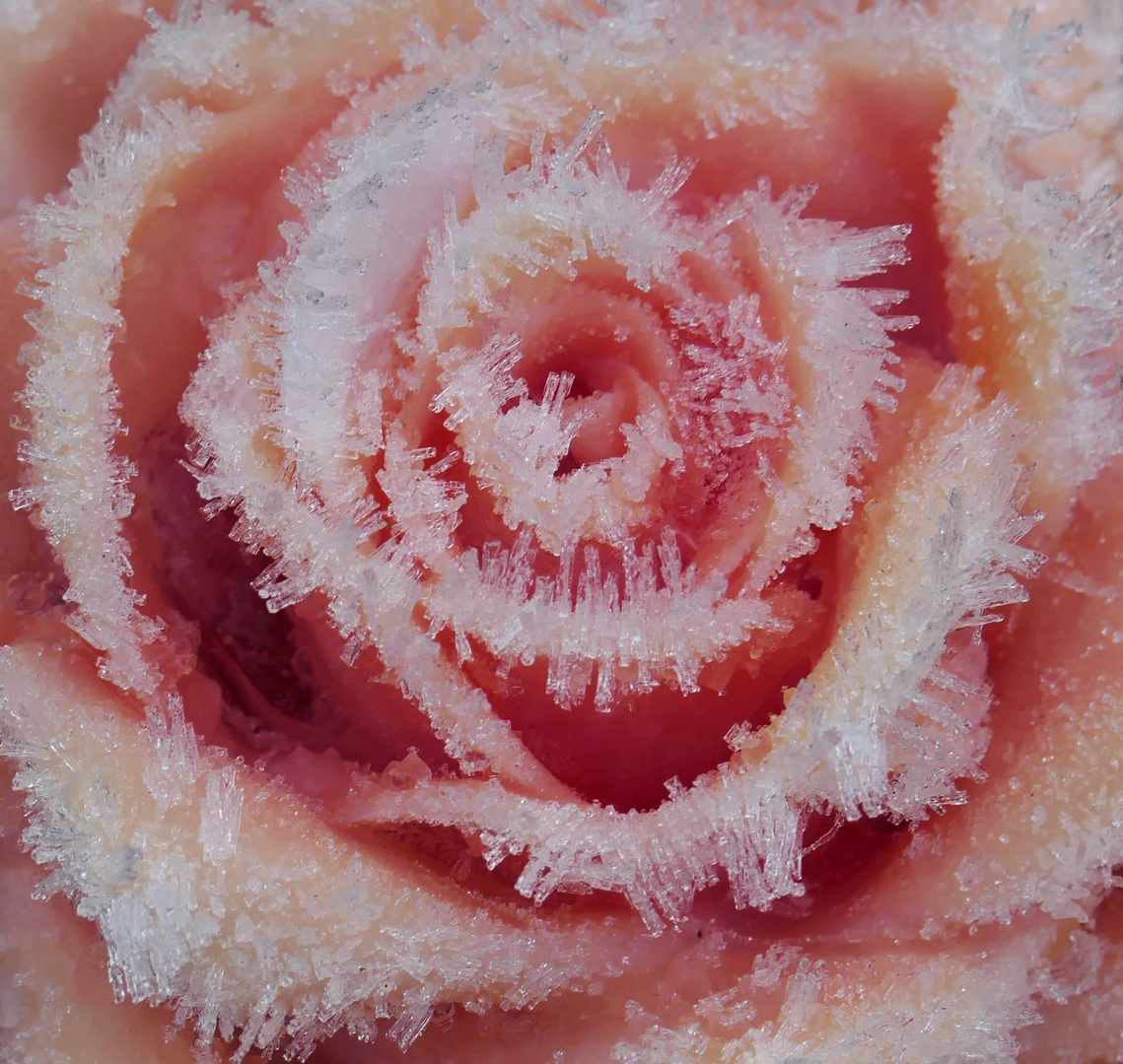 ...Eisrose... Foto & Bild | pflanzen, pilze & flechten, blüten ...