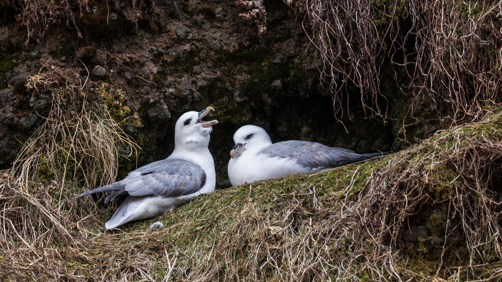 Eissturmvögel (Fulmarus glacialis) Foto & Bild | europe, scandinavia, iceland Bilder auf ...