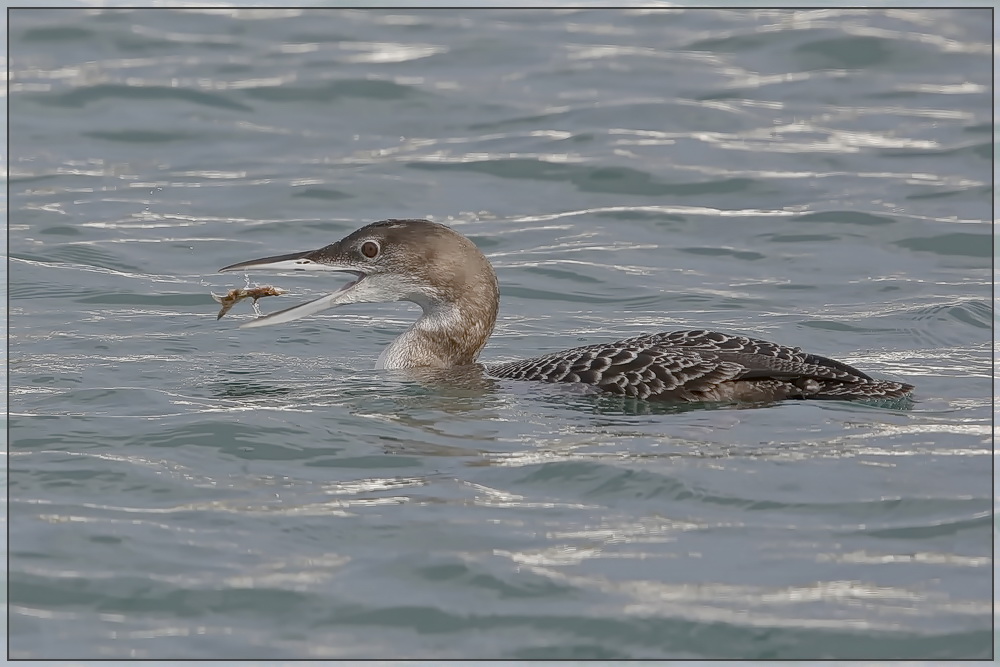 Eistaucher auf den Azoren Foto & Bild | tiere, wildlife, wild lebende ...