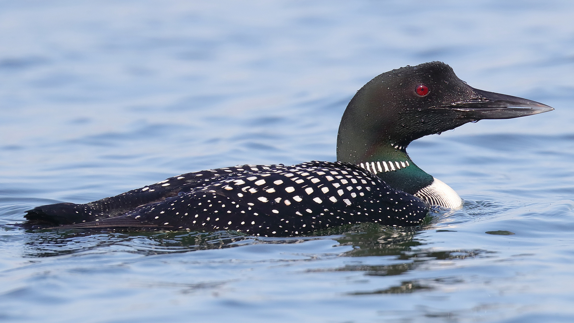 Eistaucher (Gavia immer) Foto & Bild | tiere, wildlife, wild lebende ...