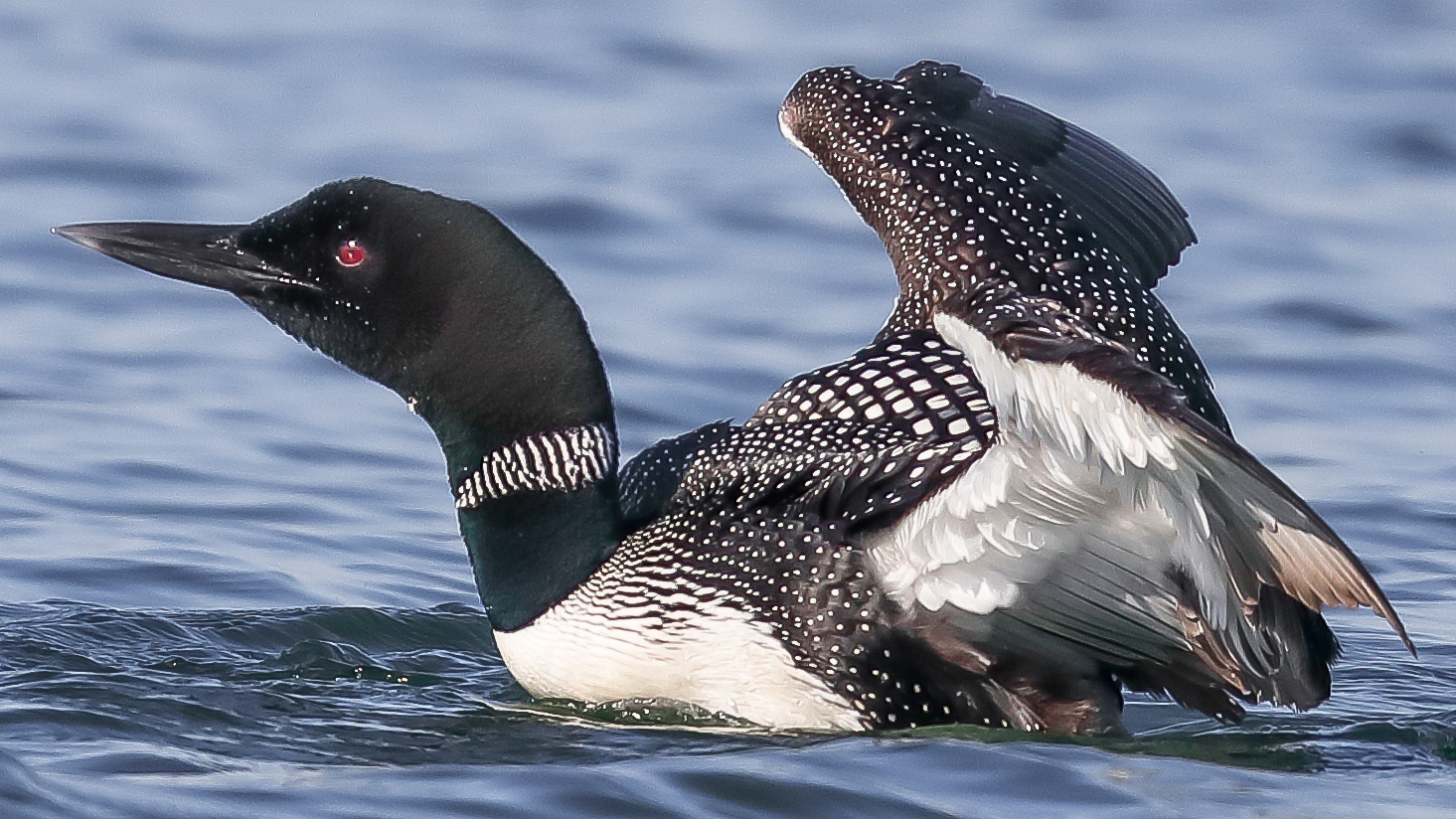 Eistaucher (Gavia immer) Foto & Bild | tiere, wildlife, wild lebende ...