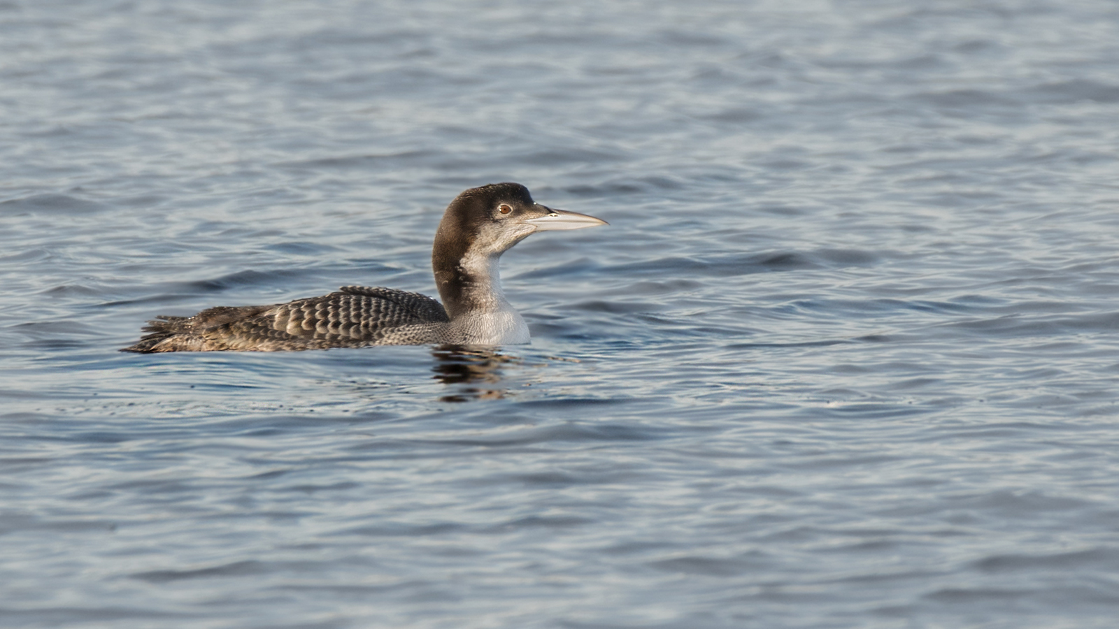 Eistaucher (Gavia immer) Foto & Bild | tiere, wildlife, wild lebende ...