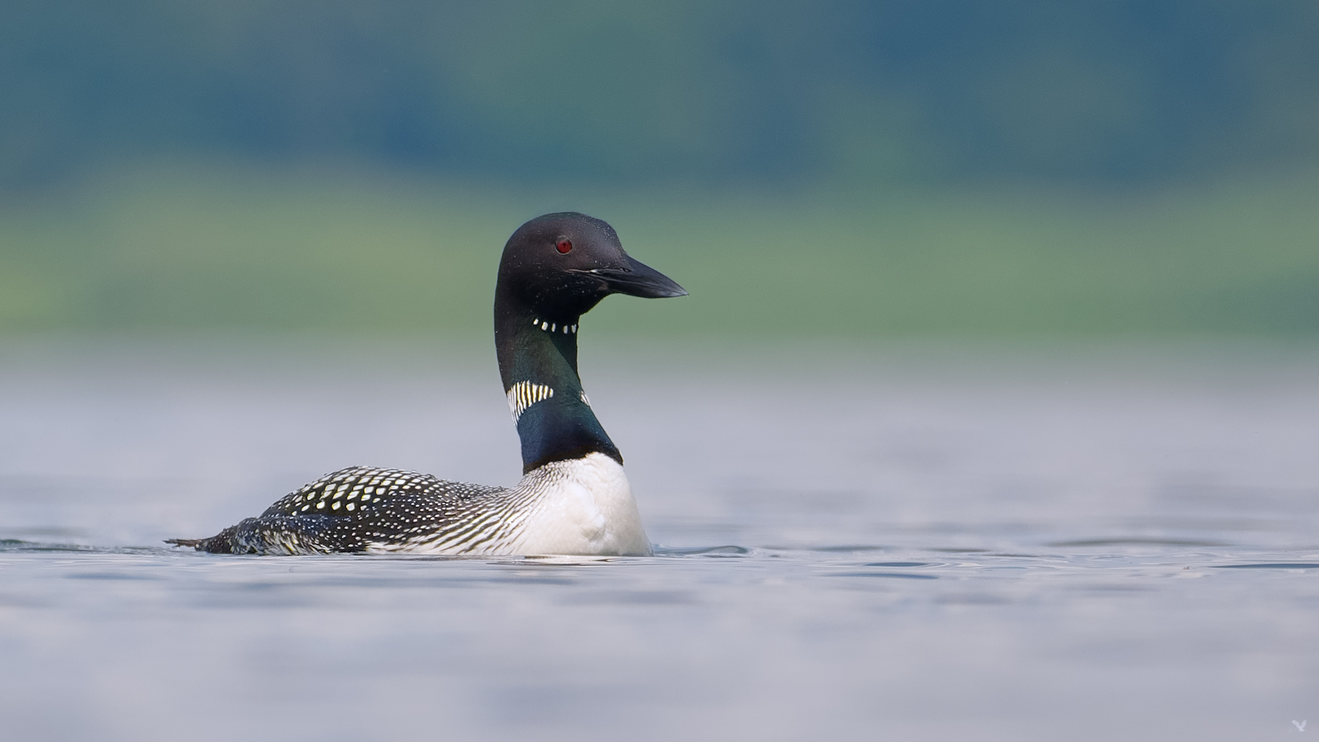 Eistaucher (Gavia immer) im Prachtkleid, für uns ein besonderes ...