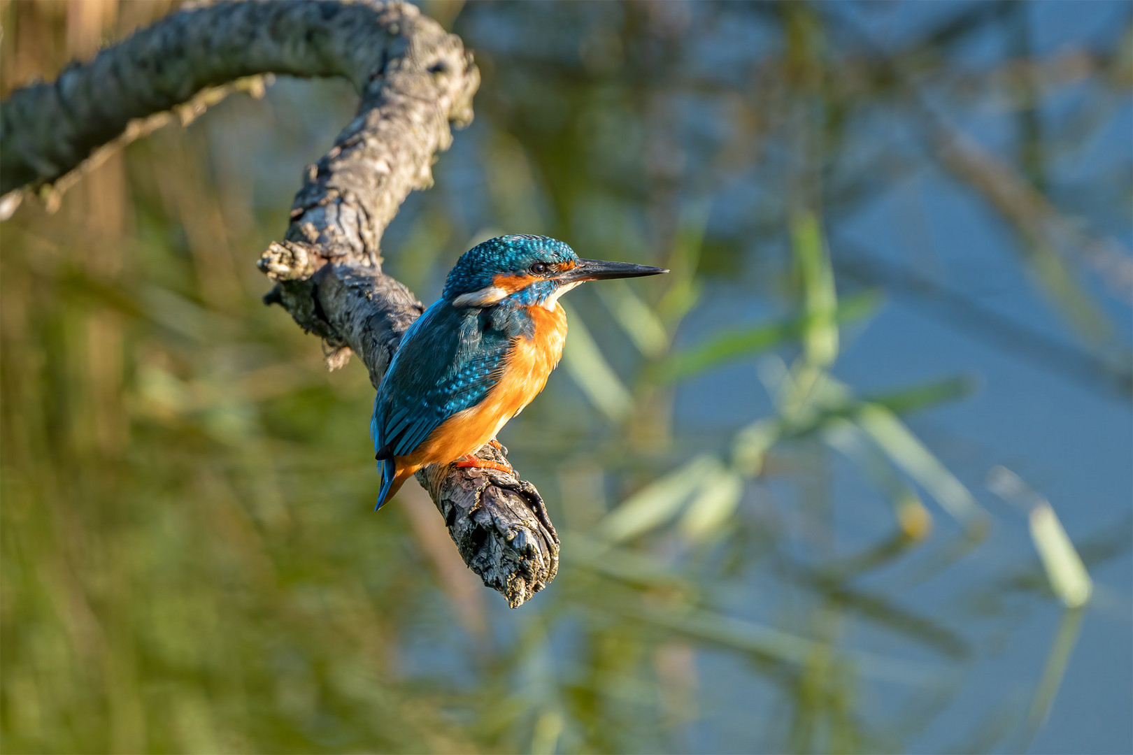 Eisvogel 160 Foto & Bild | deutschland, wildlife, eisvogel Bilder auf fotocommunity