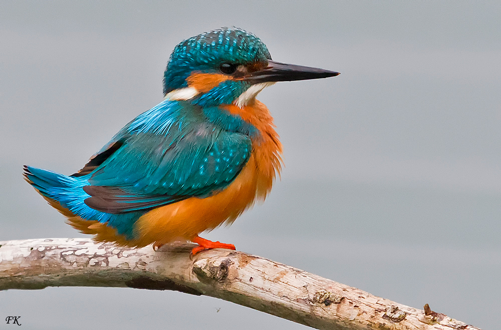 Eisvogel *** Foto & Bild | tiere, wildlife, wild lebende vögel Bilder auf fotocommunity