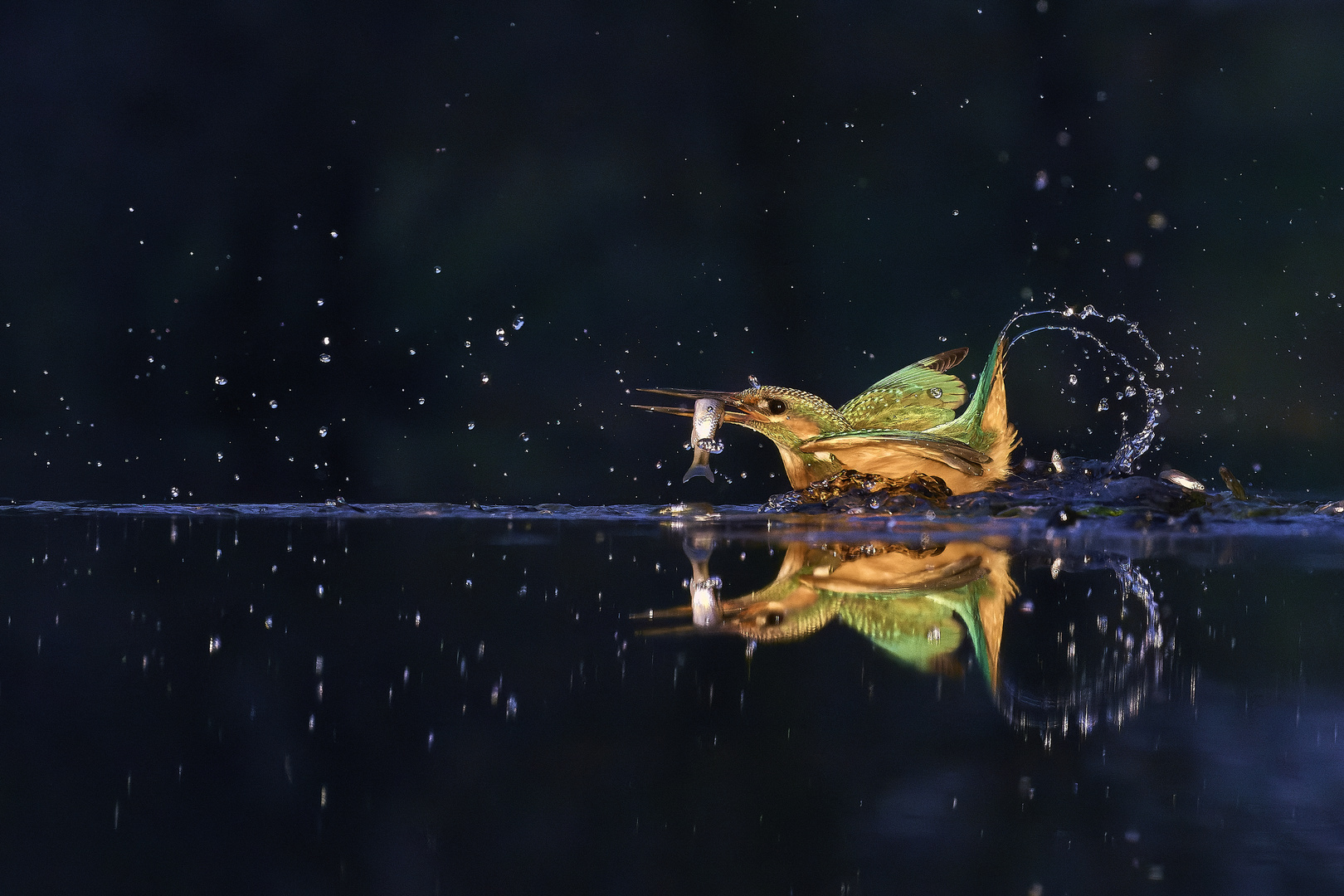 Eisvogel Foto & Bild | natur, tiere, wildlife Bilder auf fotocommunity