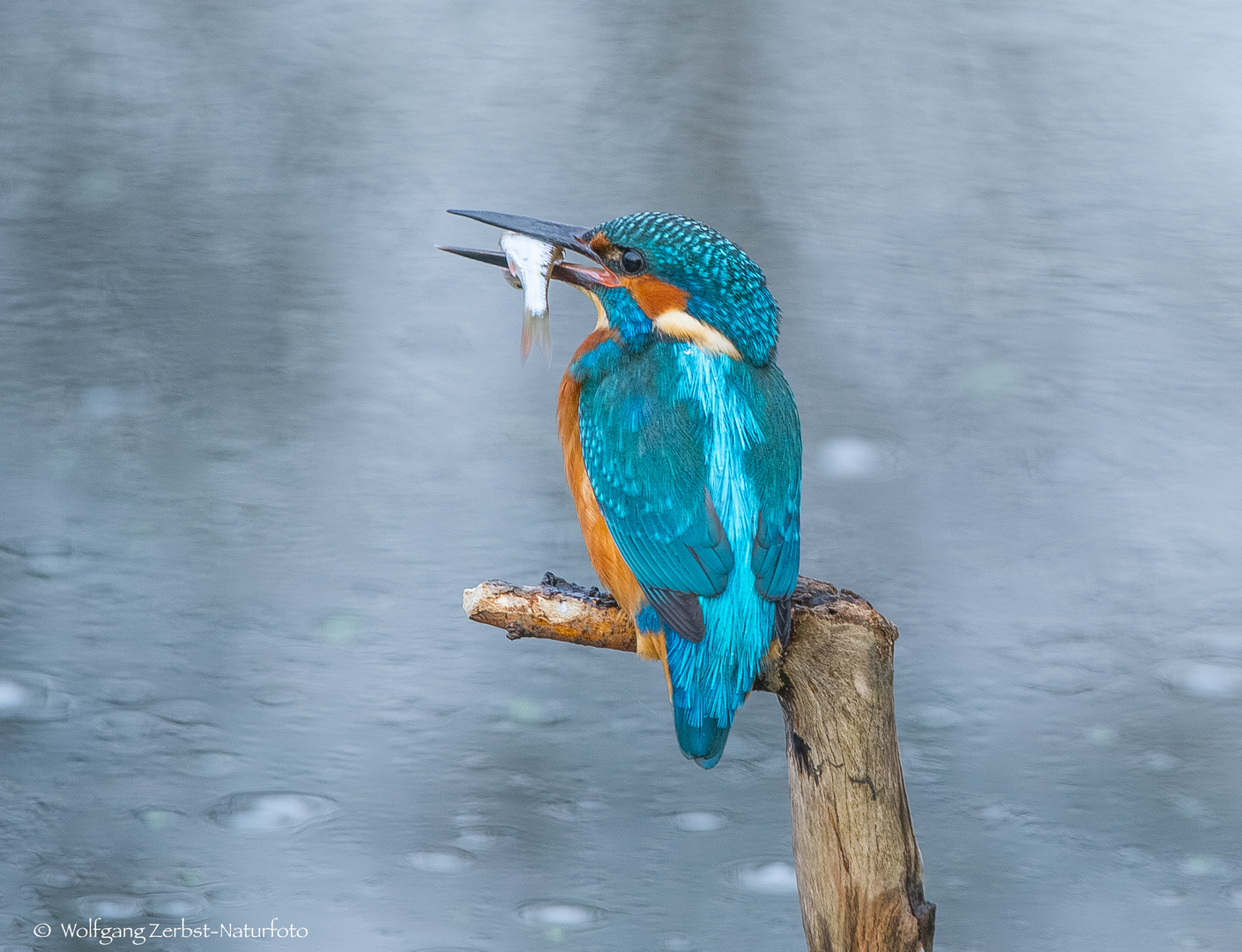 - EISVOGEL - Foto & Bild | fotos, world, natur Bilder auf fotocommunity