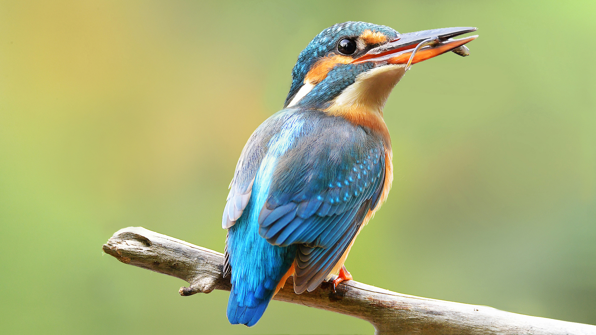 Eisvogel Foto & Bild | tiere, wildlife, wild lebende vögel Bilder auf fotocommunity