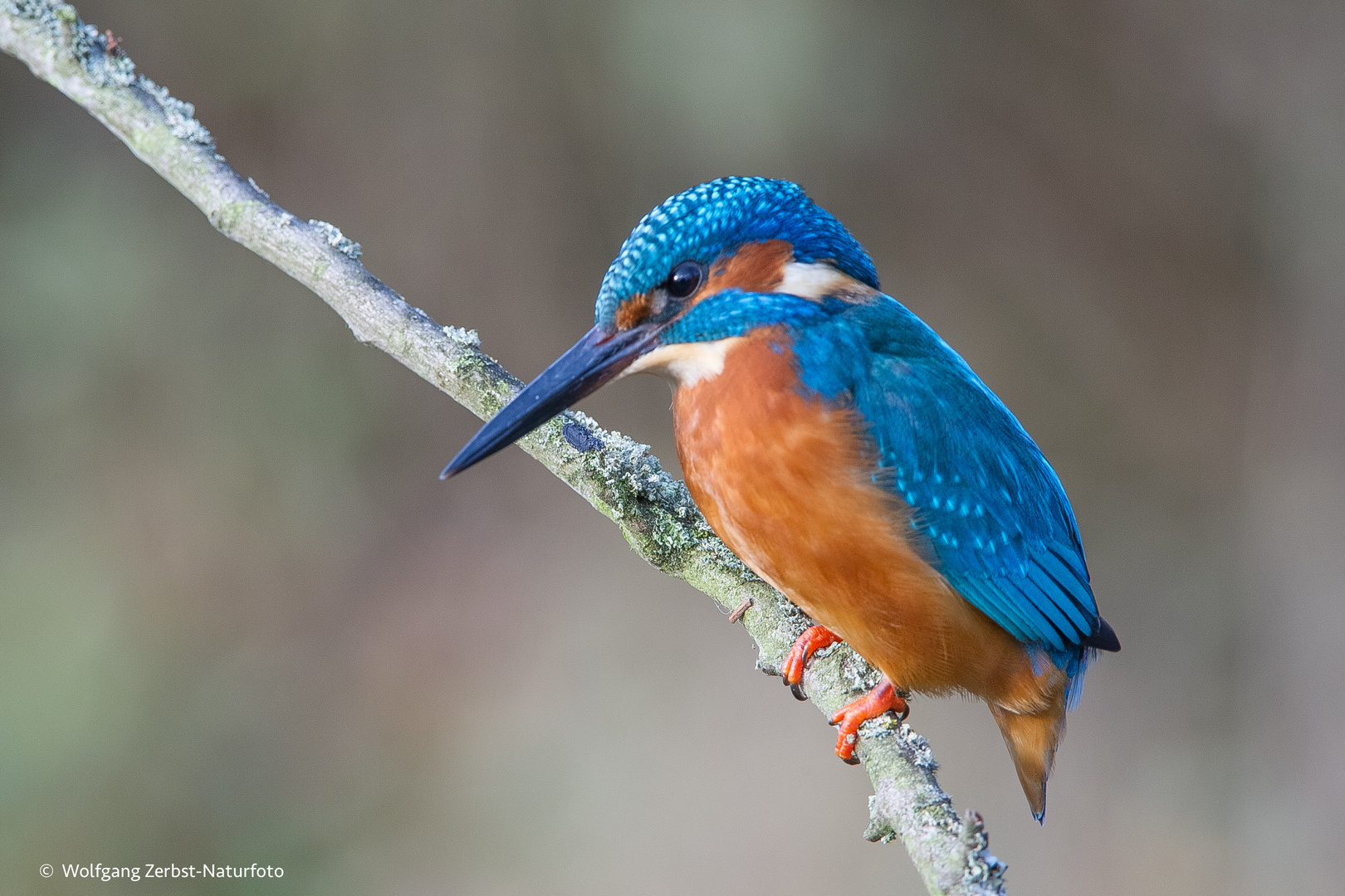 Eisvogel --- ( Alcedo atthis ) Foto & Bild | fotos, natur, pflanzen ...