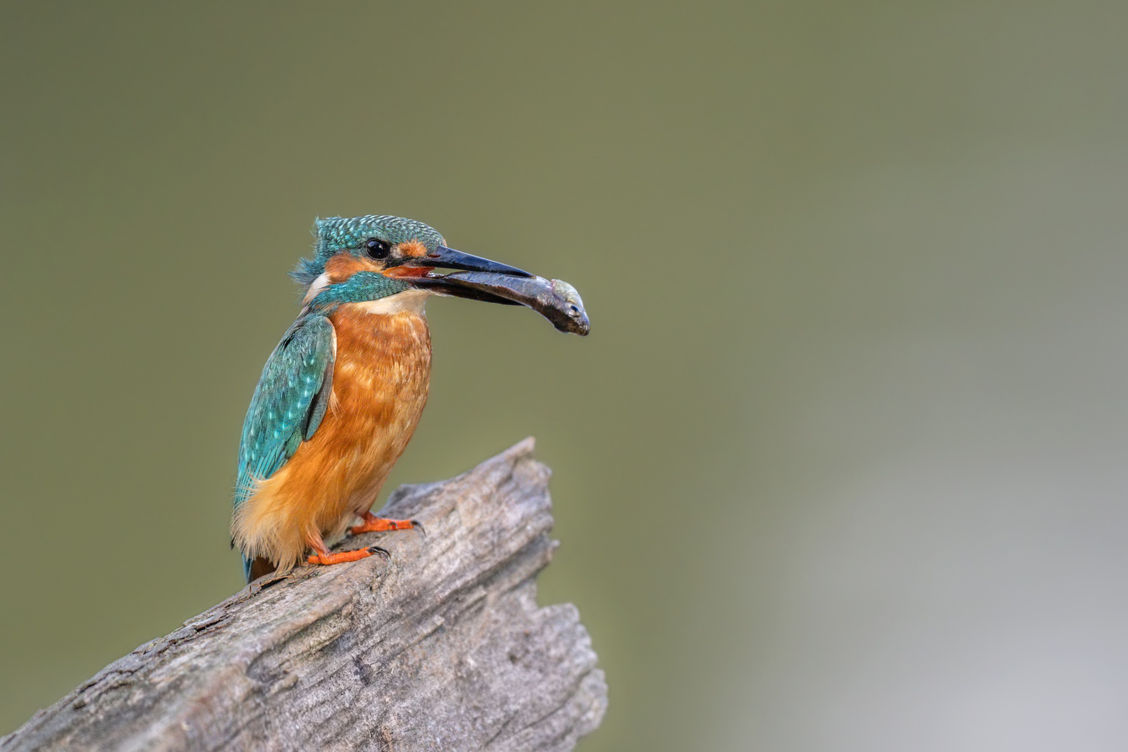 Eisvogel (Alcedo atthis) Foto & Bild | tiere, wildlife, wild lebende ...