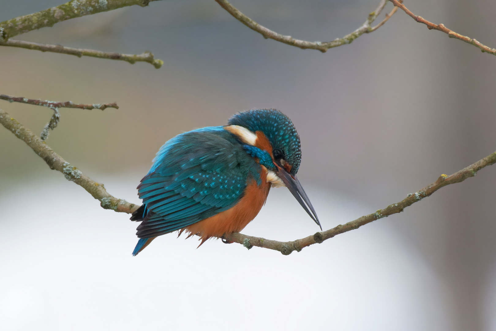 Eisvogel (Alcedo atthis) Foto & Bild | world, wasser, winter Bilder auf fotocommunity