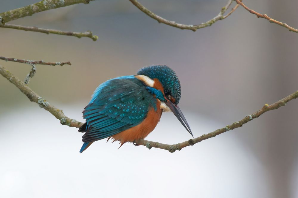 Eisvogel (Alcedo atthis) Foto & Bild | world, wasser, winter Bilder auf fotocommunity