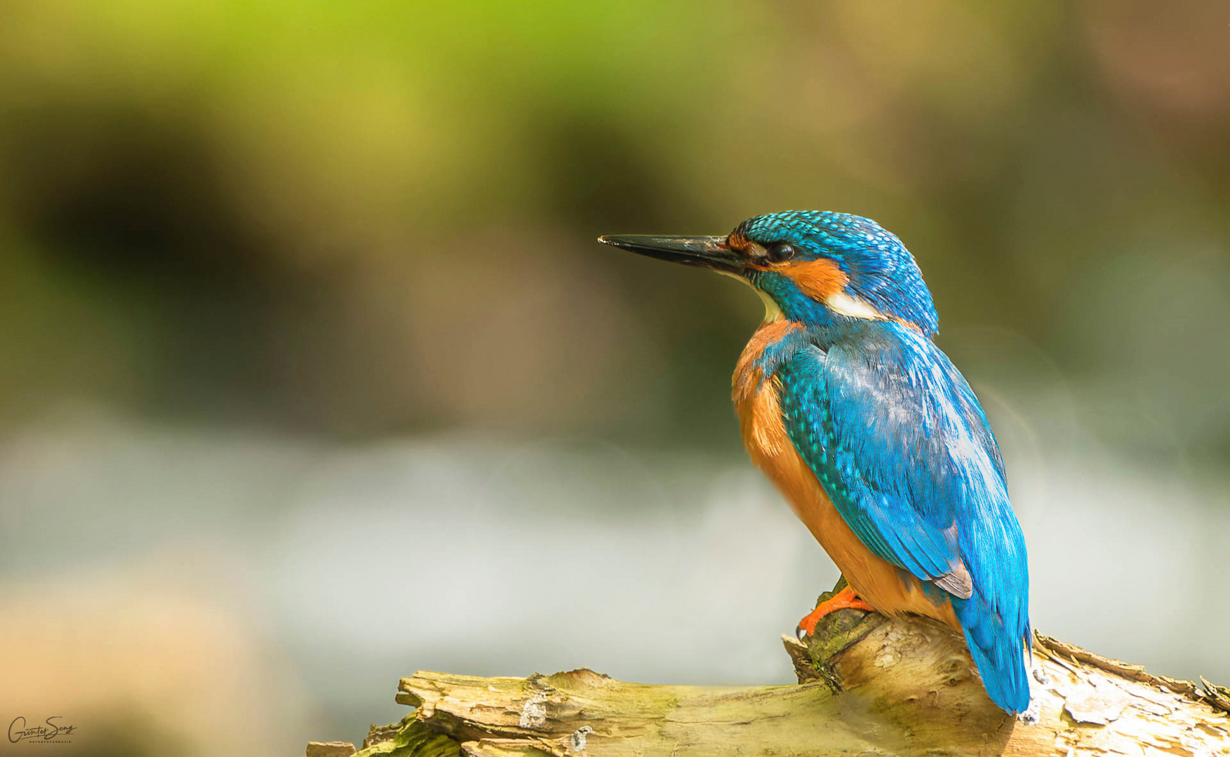 Eisvogel am Bach Foto & Bild | tiere, wildlife, natur Bilder auf fotocommunity