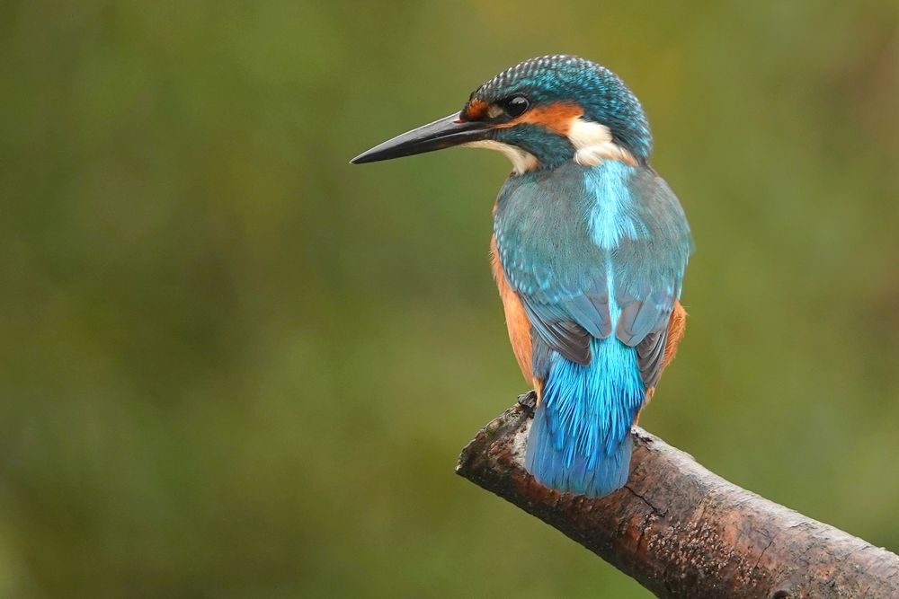 Eisvogel | Naturfotografie Urs Kägi