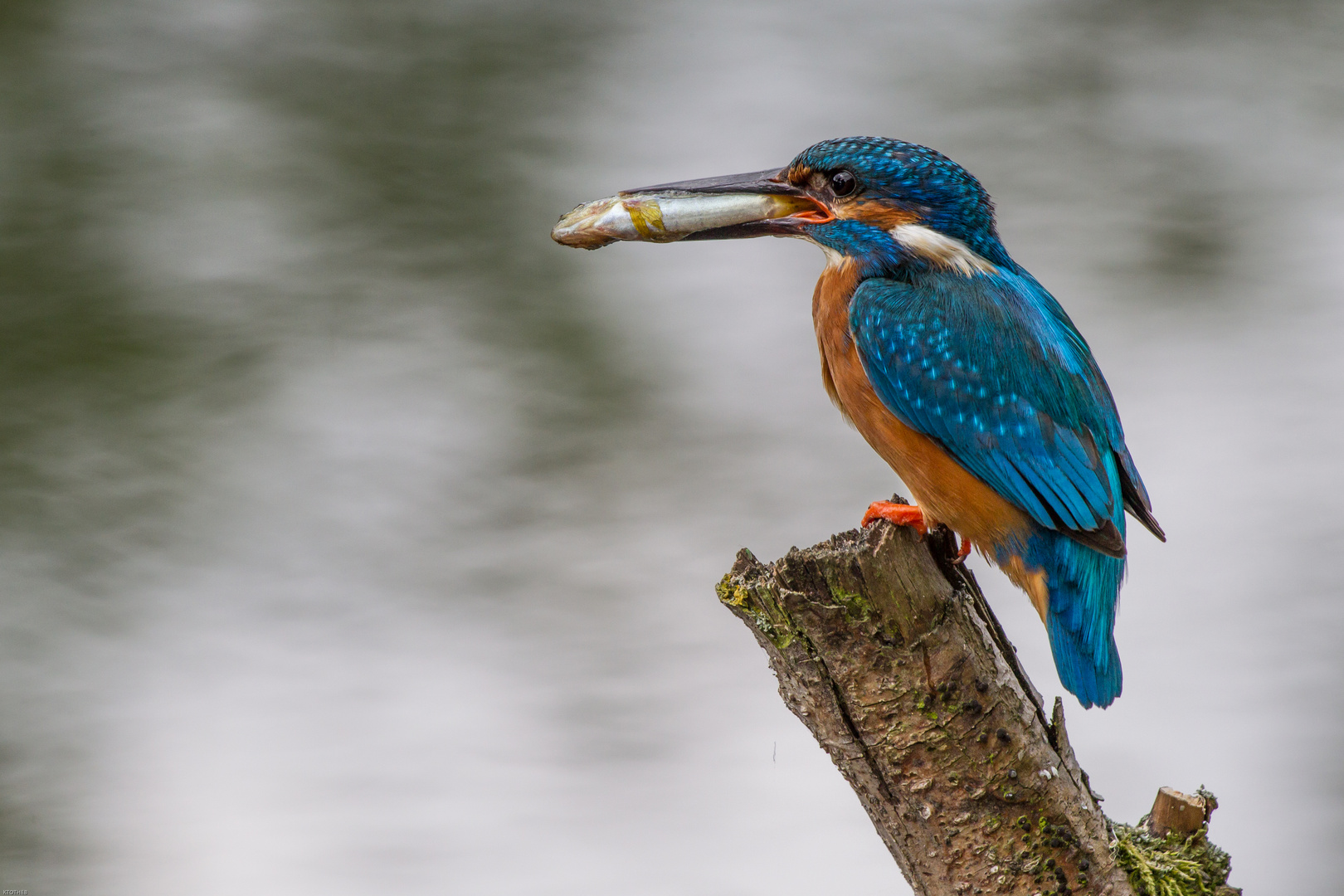 Eisvogel: Flinker Jäger Foto & Bild | tiere, wildlife, wild lebende ...
