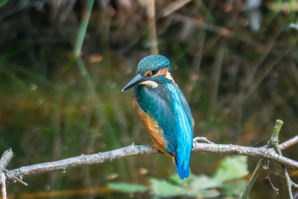 Eisvogel more Foto & Bild | world, outdoor, natur Bilder auf fotocommunity