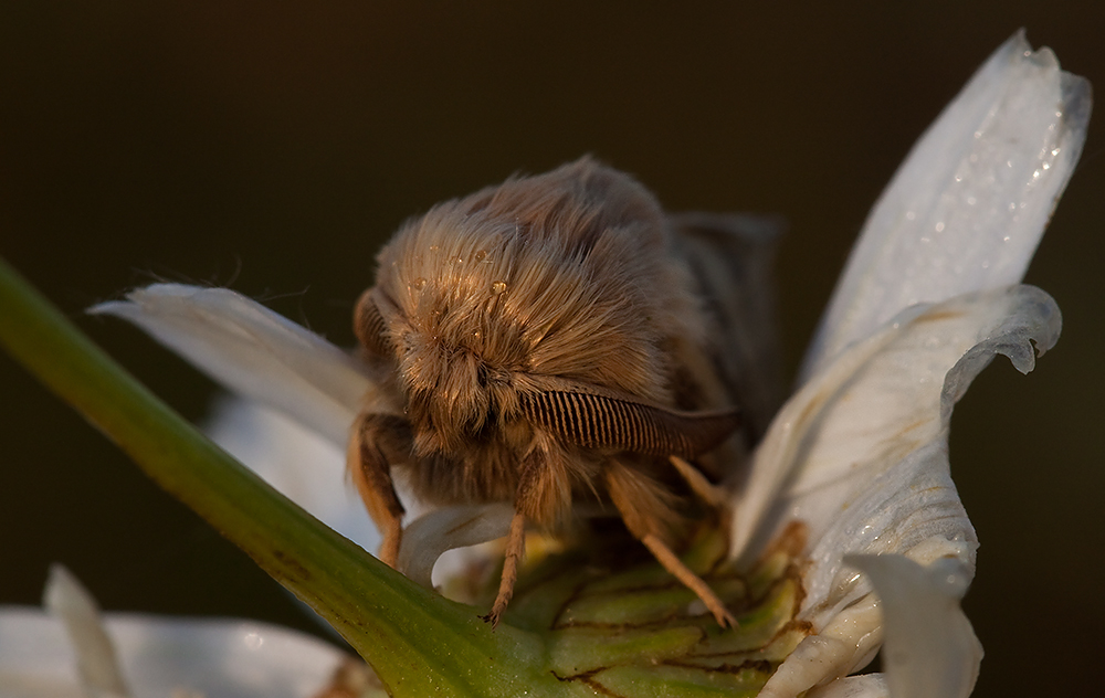 Eitel.. Foto & Bild | tiere, wildlife, schmetterlinge Bilder auf ...