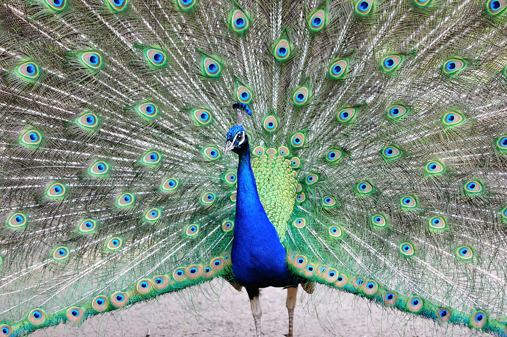 Eitel wie ein..... Foto & Bild | tiere, zoo, wildpark & falknerei ...