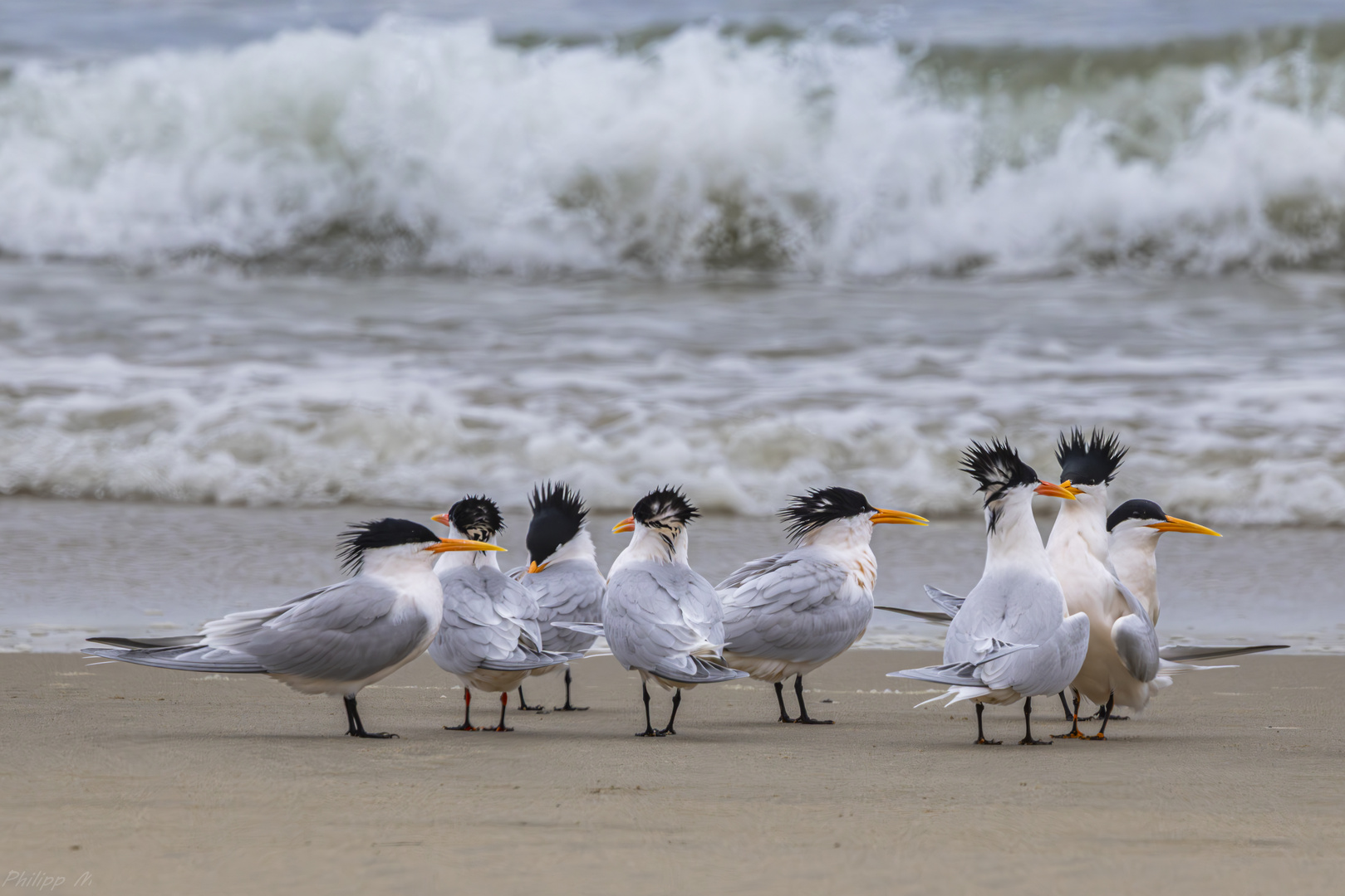 Eitle Pilzköpfe eben, mit tosenden… Foto & Bild | natur, tiere ...