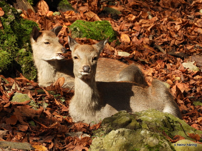 Eklig diese Paparazzi Foto & Bild | tiere, zoo, wildpark & falknerei ...