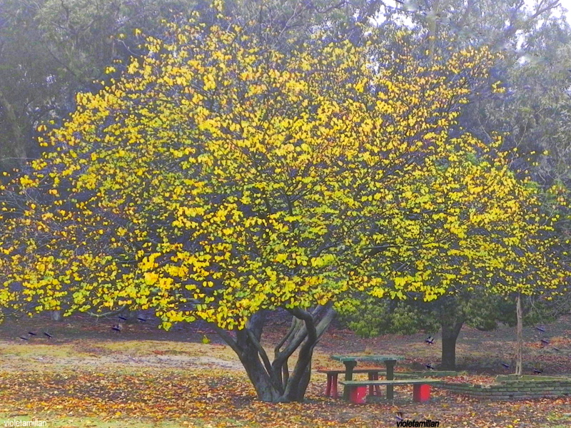 EL ARBOL DEL PARQUE Imagen & Foto | paisajes, naturaleza diversa ...