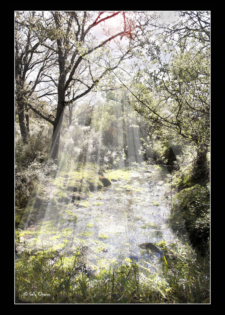 El arroyo Imagen & Foto | naturaleza diversa , naturaleza y paisaje ...