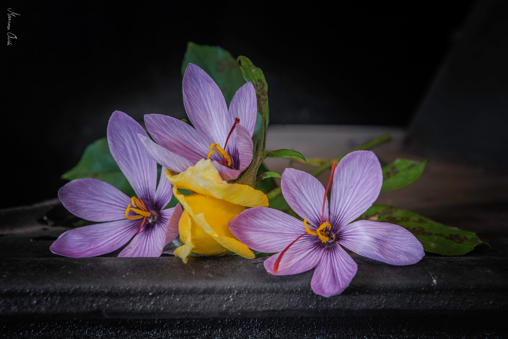 El Azafrán Y La Rosa... Imagen & Foto | plantas, flores, rosa Fotos de ...