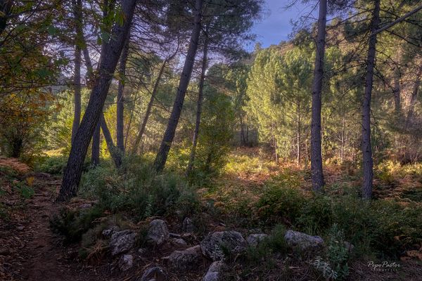 Bosques Imágenes y fotos