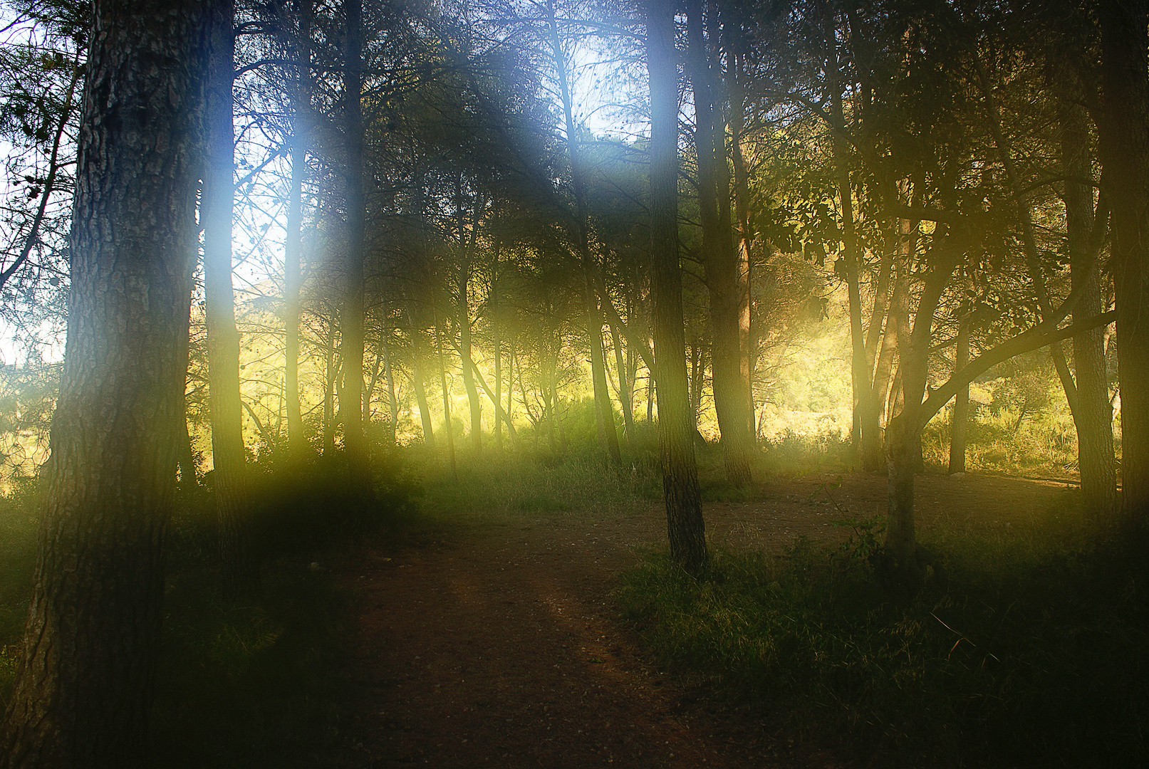 El bosque encantado 1 Imagen & Foto | paisajes, bosques, naturaleza ...
