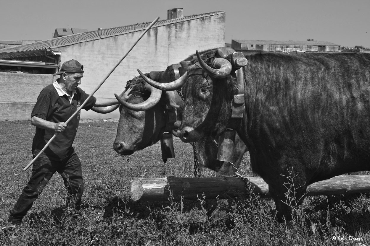El boyero Imagen & Foto | blanco y negro, fotos, spain Fotos de ...