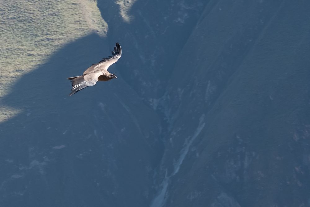 El Condor Pasa photo et image | nature Images fotocommunity