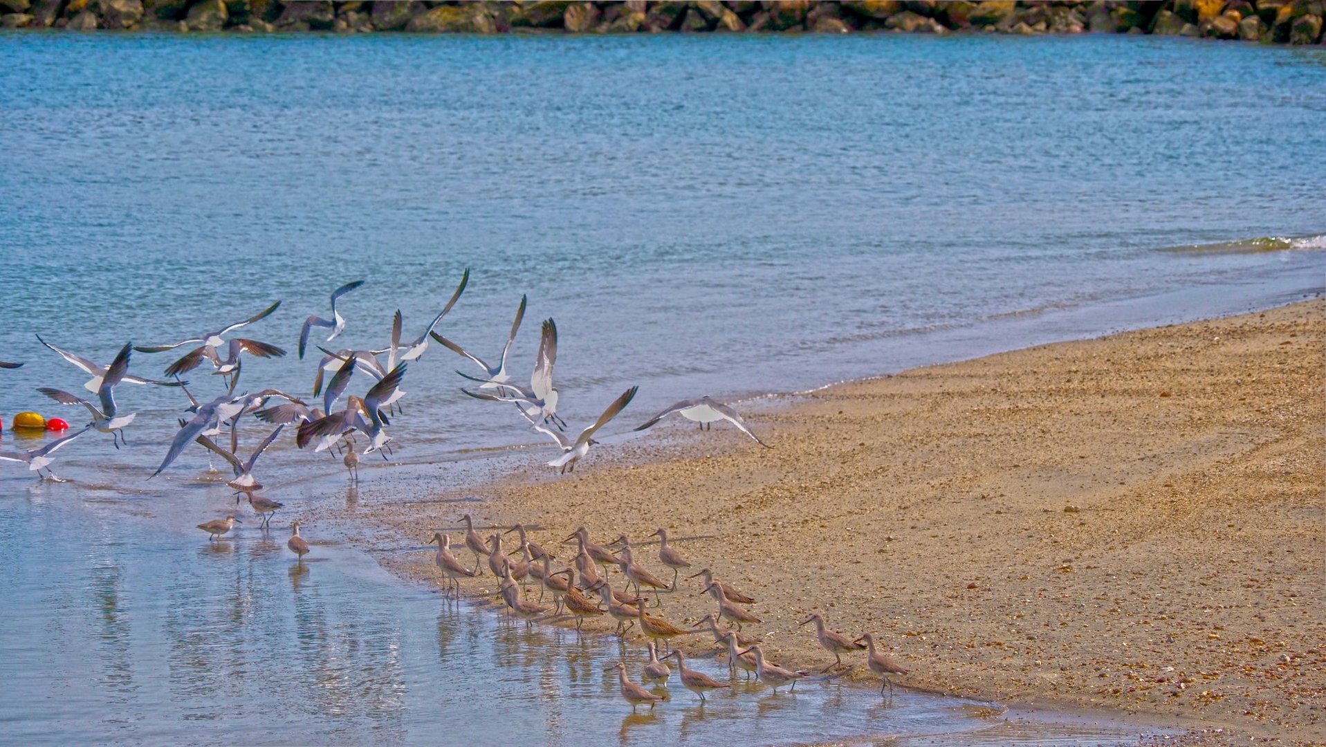 El despegue Imagen & Foto | animales, aves, fotos Fotos de fotocommunity