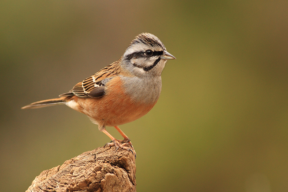 El Escribano Montesino Imagen & Foto | animales, aves, naturaleza Fotos ...
