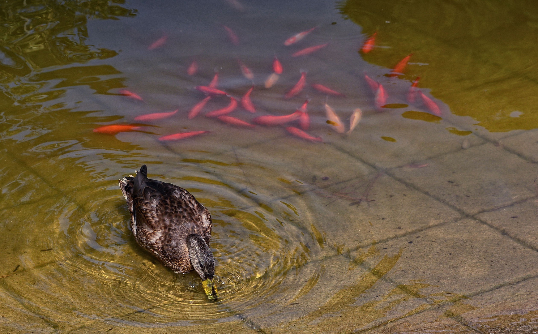 El Estanque Imagen & Foto | animales, agua, aves Fotos de fotocommunity