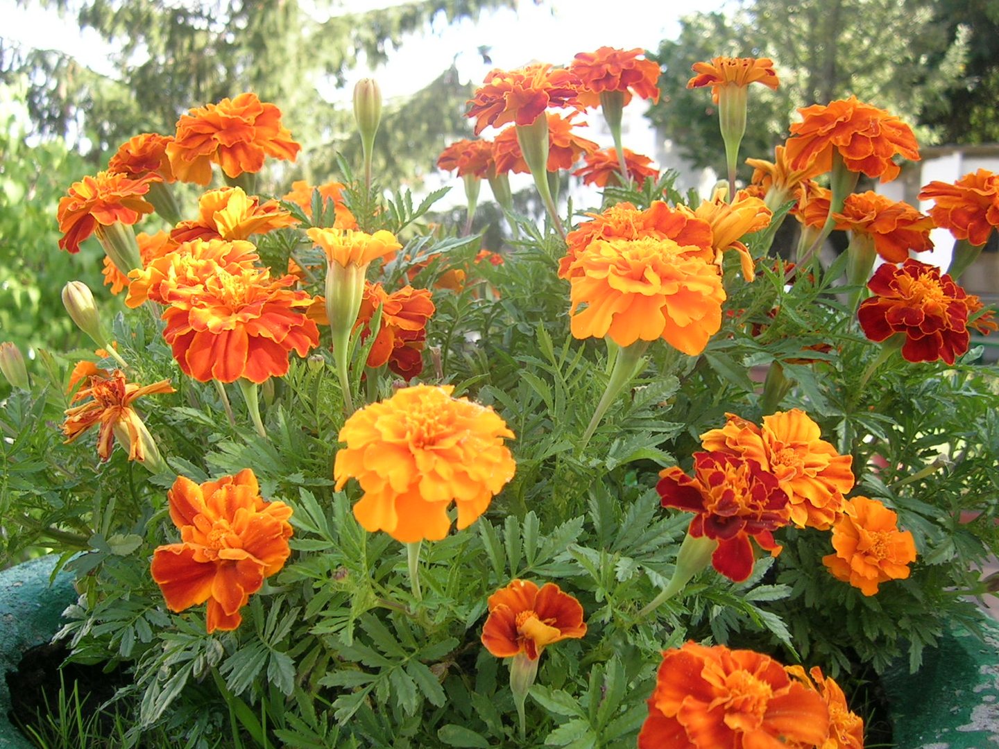 El florero Imagen & Foto | grupos, personas Fotos de fotocommunity