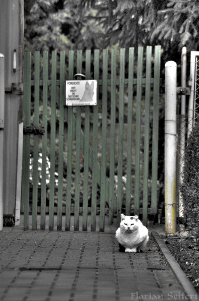 El Gato Foto & Bild | tiere, haustiere, katzen Bilder auf fotocommunity