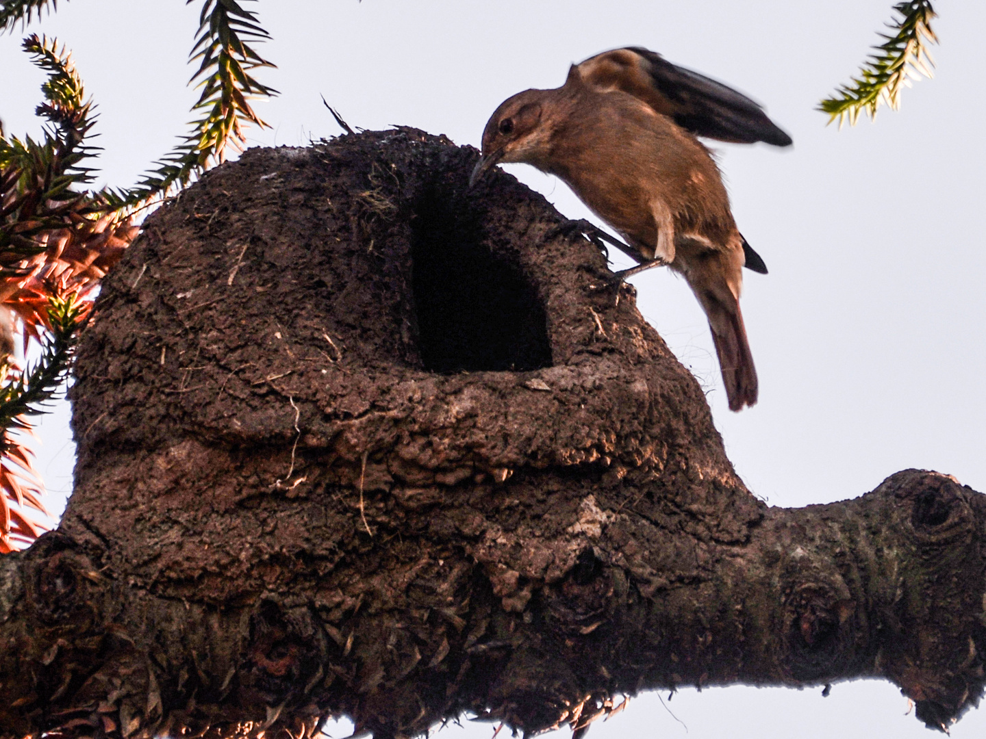 El Hornero Imagen & Foto | fotos, art, nature Fotos de fotocommunity