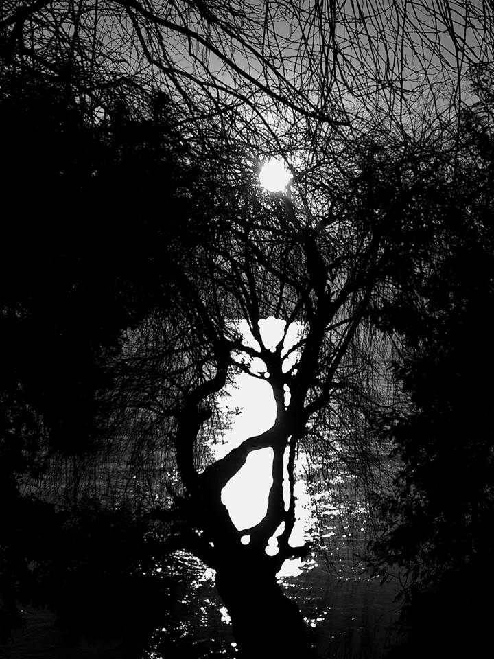 el la ribera del rio Bio Bio Chile Imagen & Foto | naturaleza diversa ...