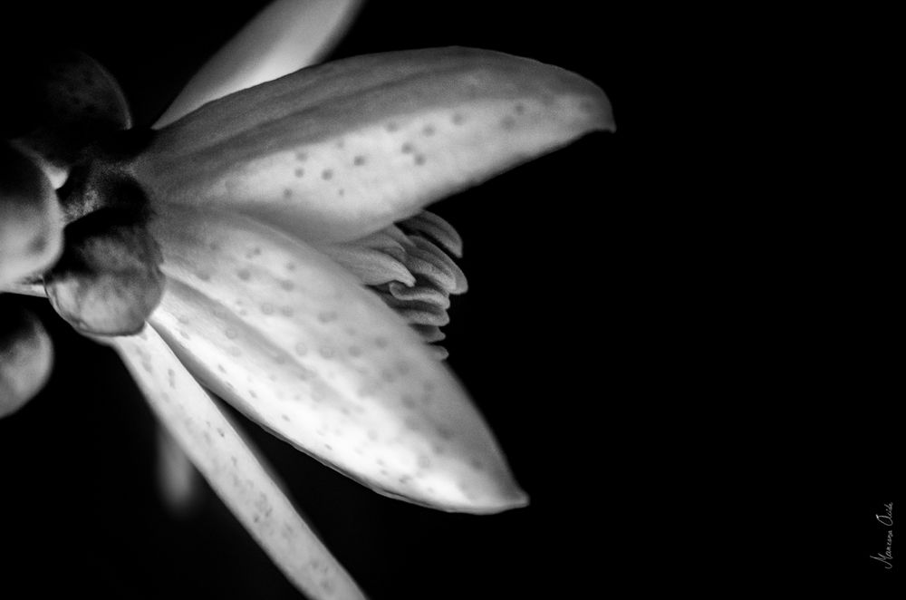 El Misterioso Aroma De Azahar... Imagen & Foto | documentación y ...