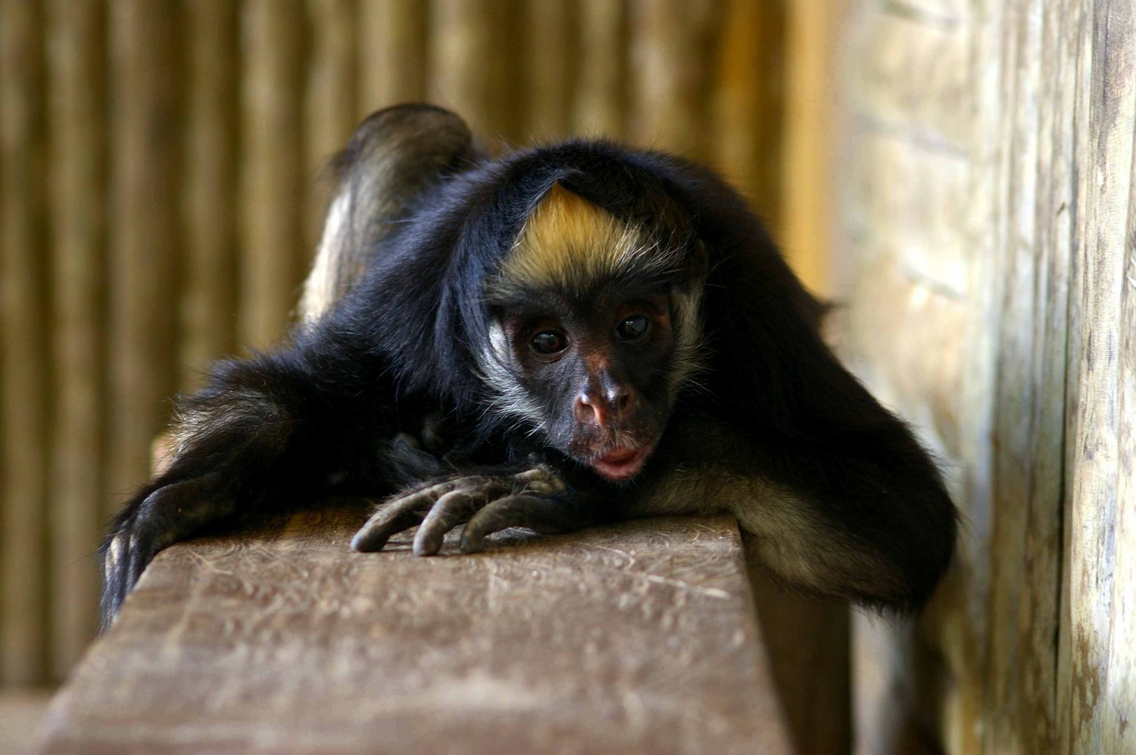 El mono amazónico Imagen & Foto | animales, jury-voting, concursos ...