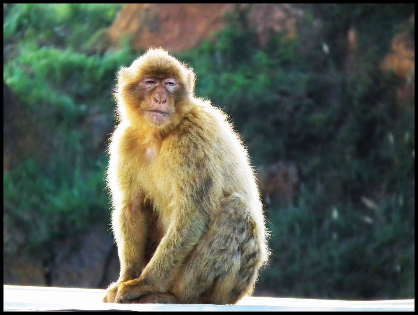 El mono borracho Imagen & Foto | animales, animales salvajes ...
