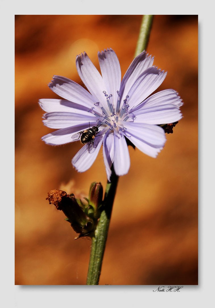 El Mosco Imagen & Foto | animales, animales salvajes, naturaleza Fotos ...