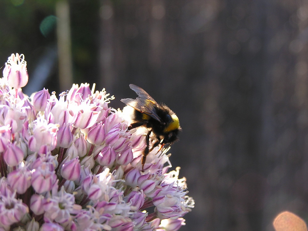El nectar de la flor de puerro - Imagen & Foto de Jose Carlos Perez ...