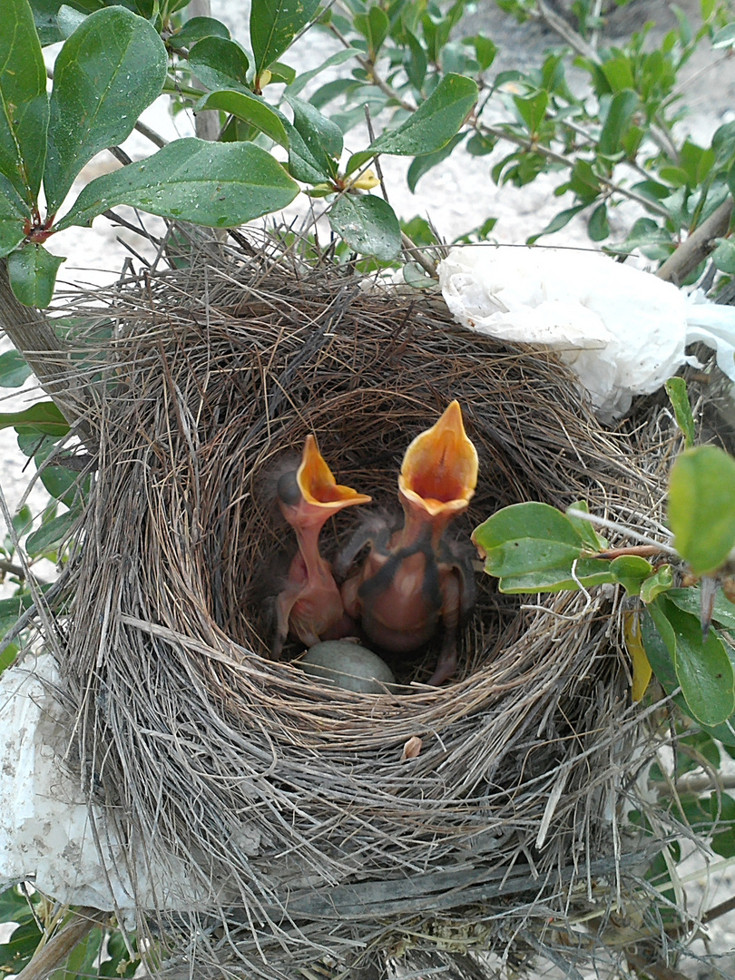 EL NIDO Imagen & Foto | animales, aves, naturaleza Fotos de fotocommunity