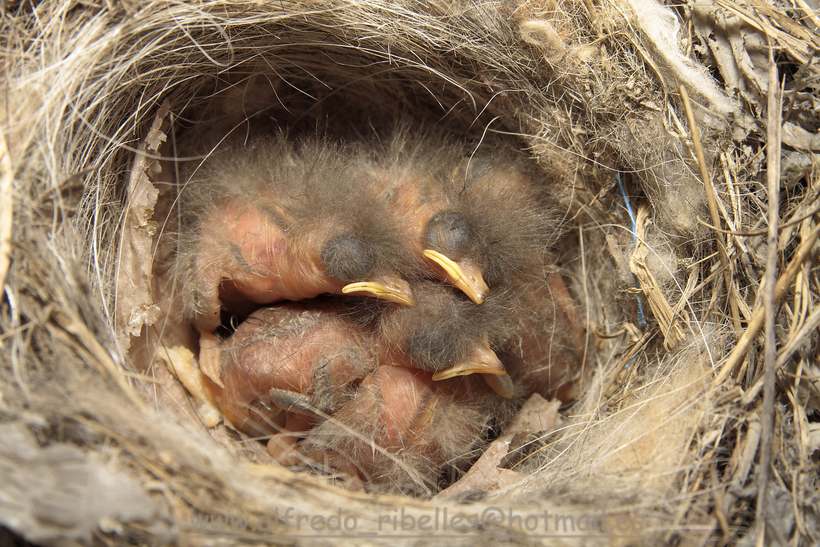 EL NIDO Imagen & Foto | animales, aves, naturaleza Fotos de fotocommunity